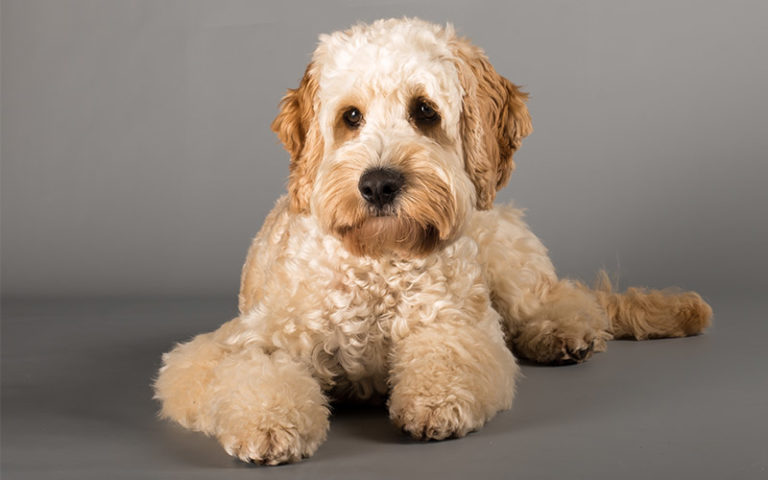 Cockapoo - A Guide To The Cocker Spaniel Poodle Mix Breed